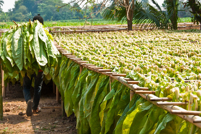 What is a Habano Wrapper?