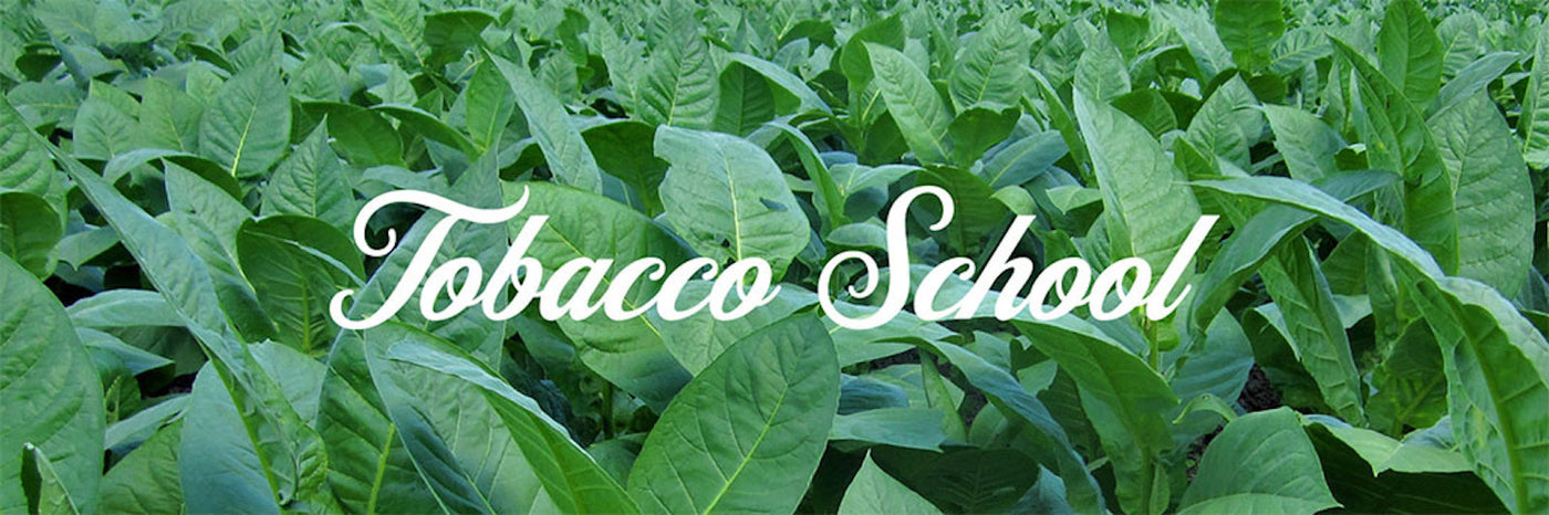 Tobacco School